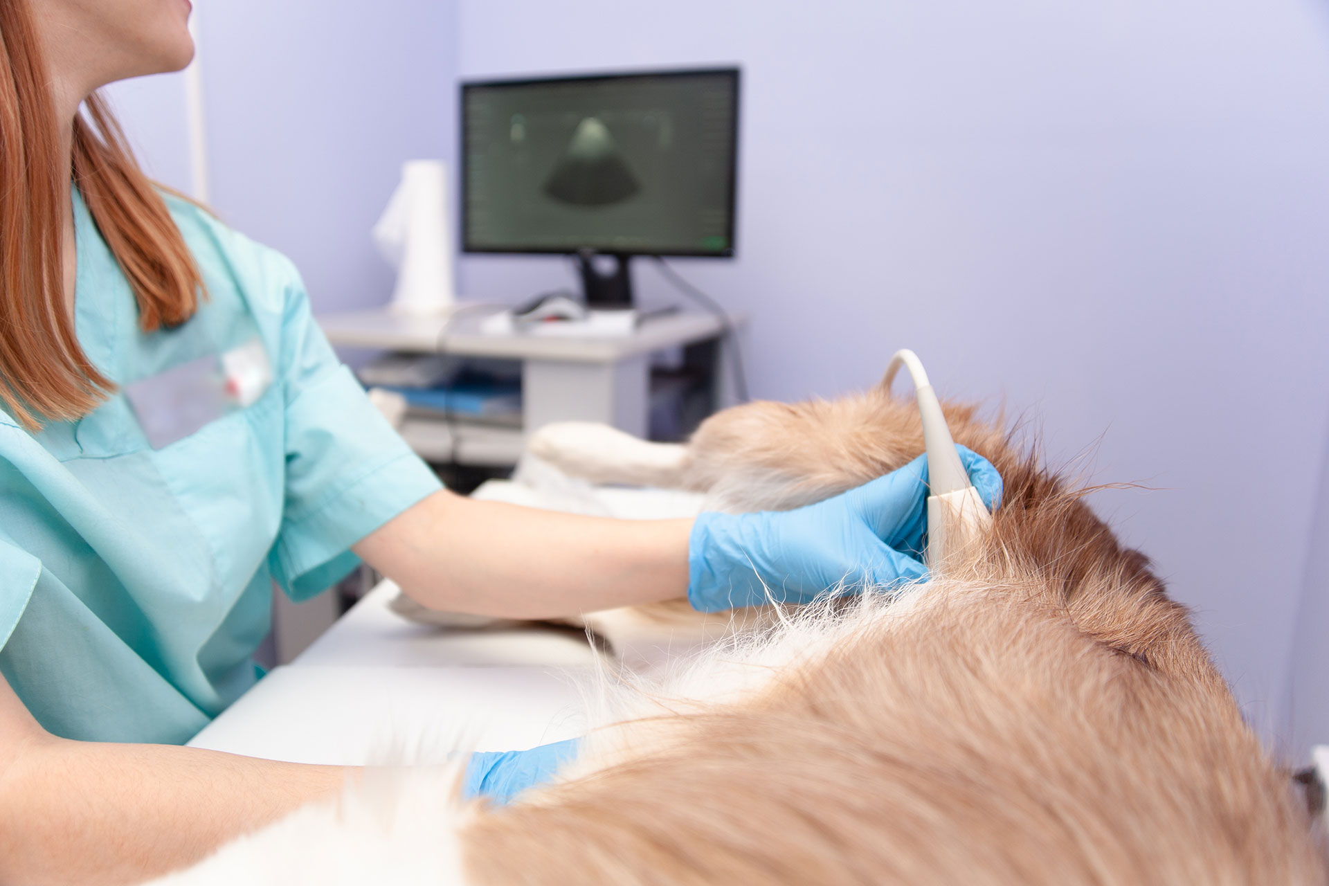 Digital Imaging | Emergency Vet in Salem | Adamson Veterinary Services ...