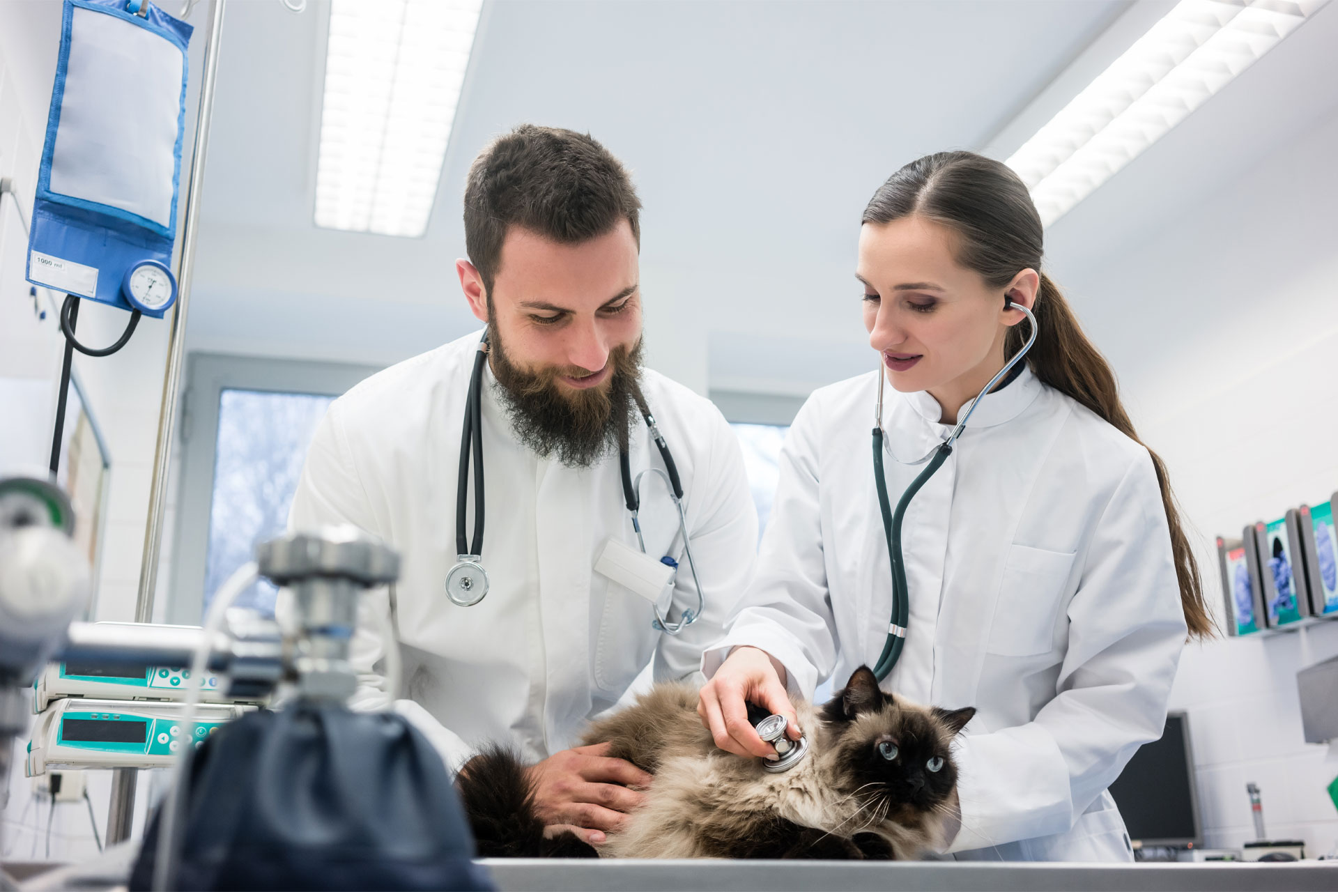 In-House Laboratory | Emergency Veterinarian in Salem | Adamson ...